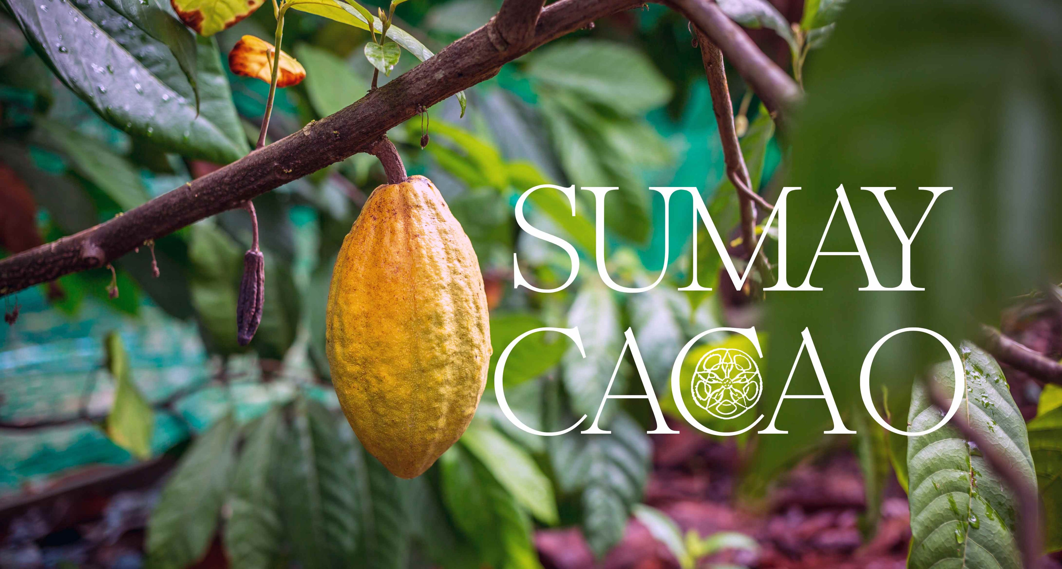 Cacao Ceremonial Orgánico y Ecológico | Sumay Cacao - Sumay Cacao